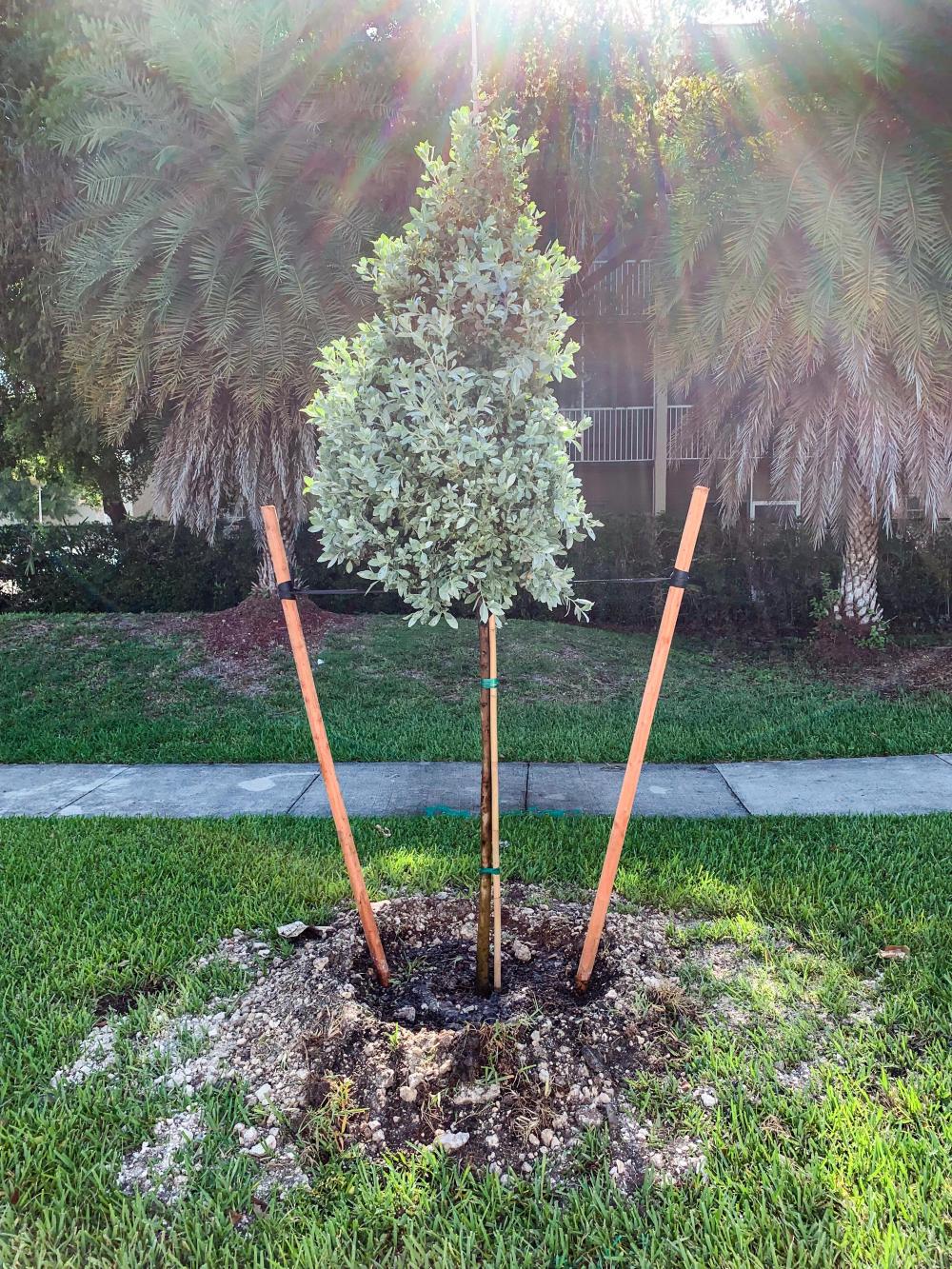 Cutler Bay Expands Tree Canopy in Town Through Neat Streets Miami Tree ...